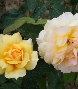 Rosier Buisson Gold Glow