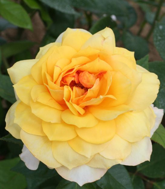 Rosiers buisson - Pépinières Bauchery