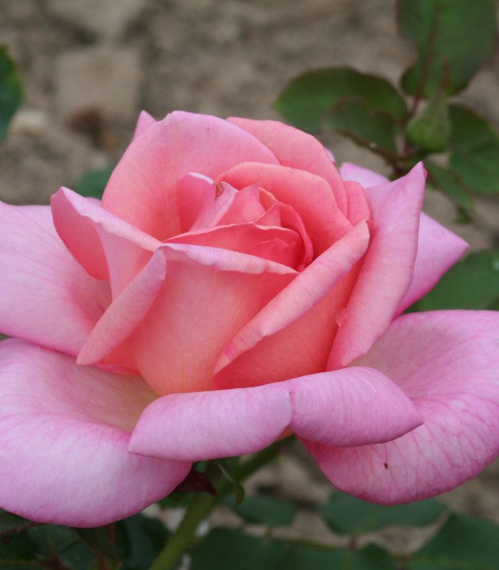 Rosier buisson Astrée