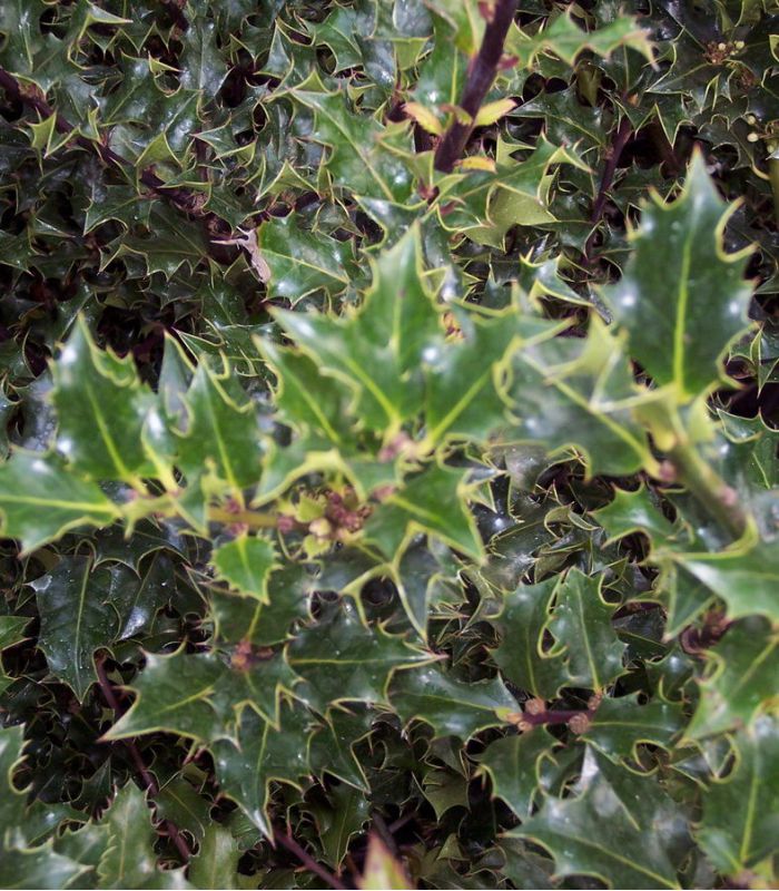 ILEX aquifolium / HOUX VERT (COMMUN)
