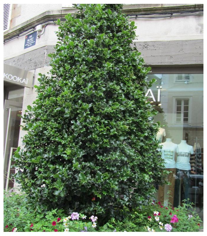 ILEX aquifolium / HOUX VERT (COMMUN)