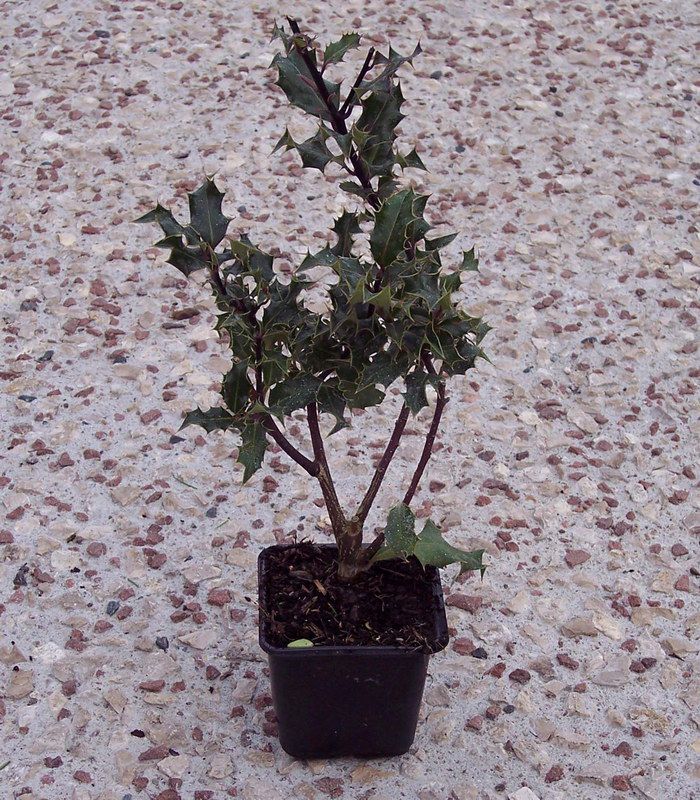 ILEX aquifolium / HOUX VERT (COMMUN)