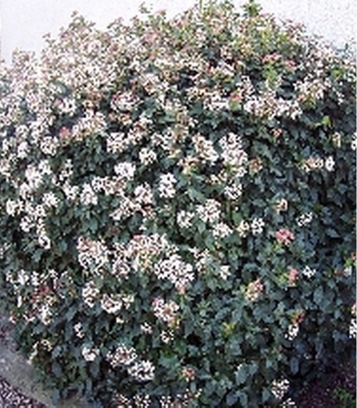 VIBURNUM tinus / LAURIER TIN