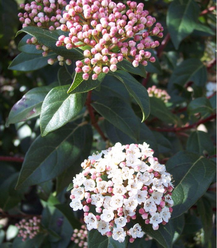 VIBURNUM tinus / LAURIER TIN
