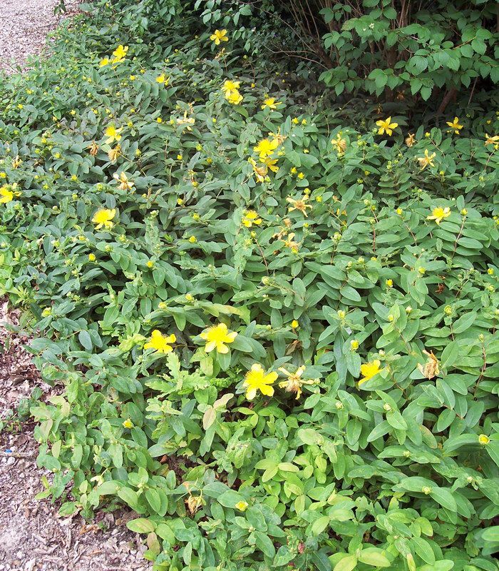 HYPERICUM calycinum / MILLEPERTUIS