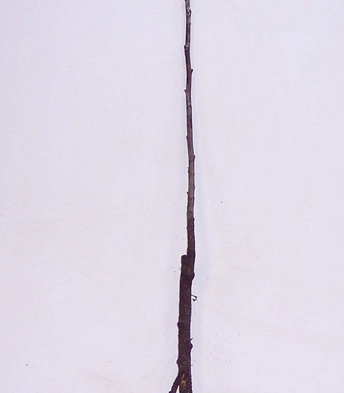 POPULUS alba Nivea / PEUPLIER BLANC