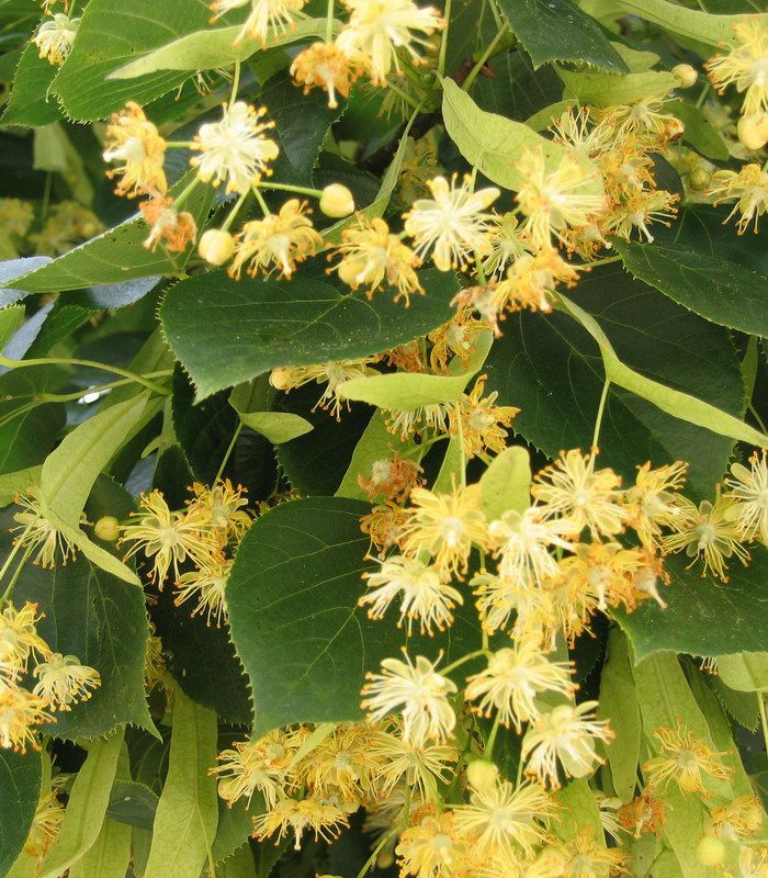 TILIA platyphyllos / TILLEUL DE HOLLANDE