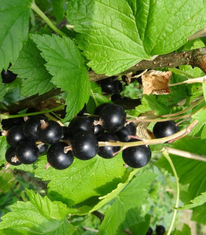 Cassissier à gros fruits