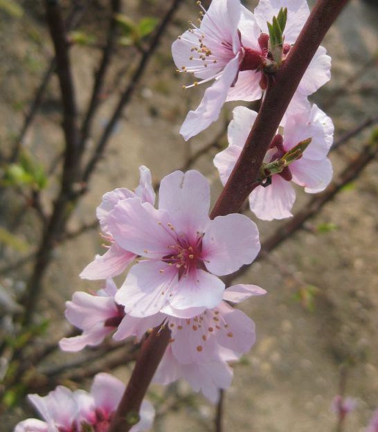 Arbres fruitiers, scion, tige, verrier - Pépinières Bauchery
