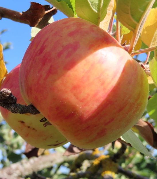 Pommiers, scion, tige, demi-tige, verrier, quenouille - Pépinières Bauchery