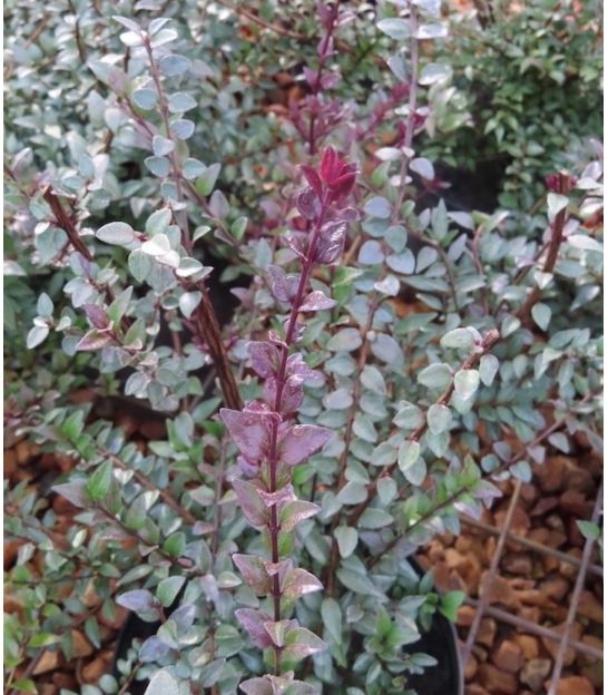 Lonicera - Pépinières Bauchery