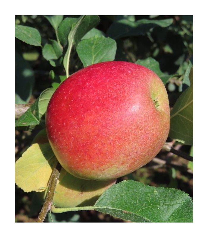 pommier ancien rouge d'automne