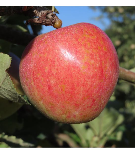 Pommiers, scion, tige, demi-tige, verrier, quenouille - Pépinières Bauchery