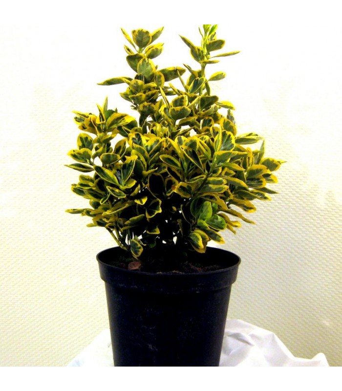 EUONYMUS jap. Aureomarginatus / FUSAIN AUREOMARGINA