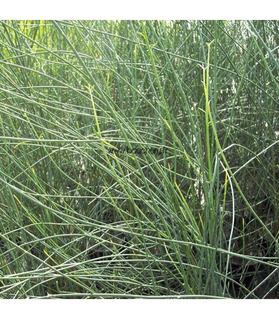 Spartium - Pépinières Bauchery