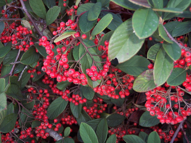 Arbres et arbustes à baies décoratives - Blog