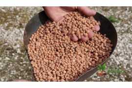 Jeunes plants, orchidées, outils de jardin - Pépinières Bauchery