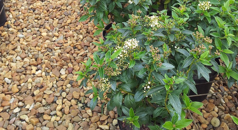 Producteur jeunes plants, arbres et arbustes - Pépinières Bauchery